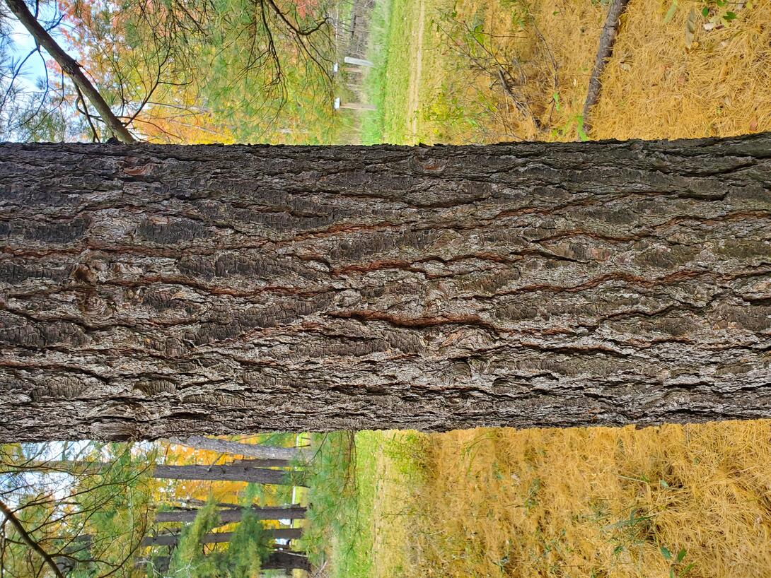 White Pine | CMP Tree Selection Tool